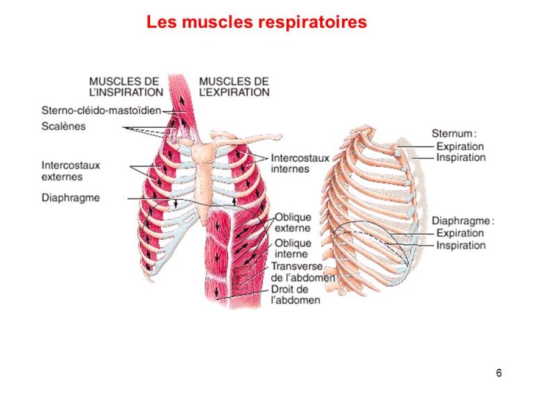 Powerlifting, l’importance des muscles respiratoires | PowerliftingMag ...